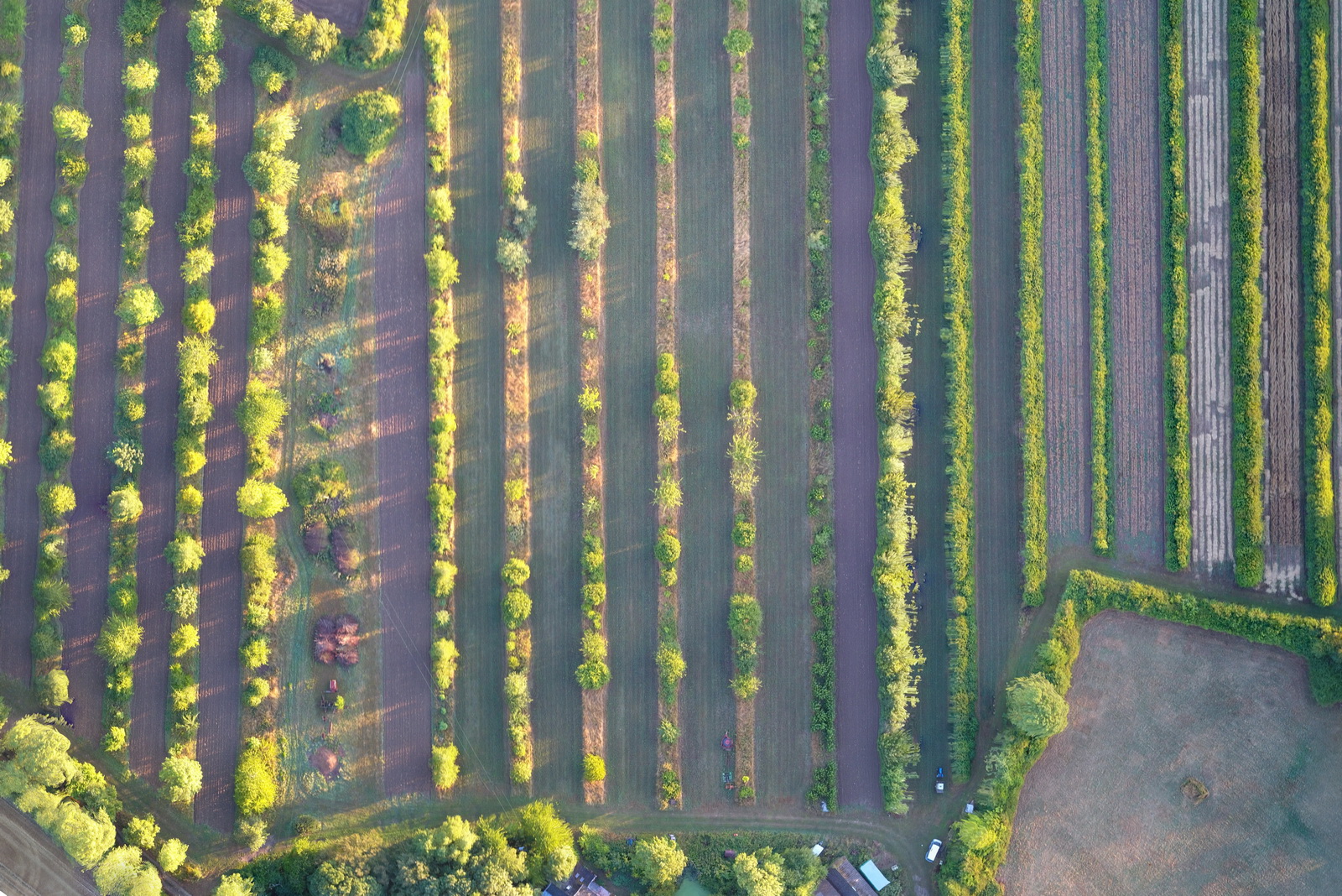 Alley Cropping - Biodiverse Farming