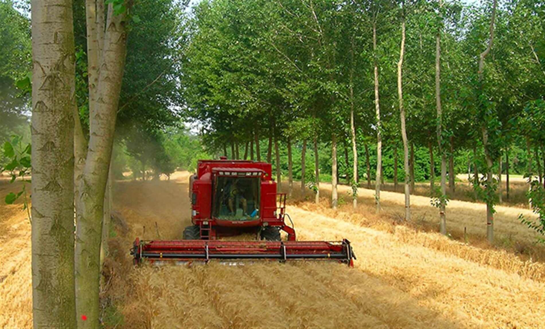 Alley Cropping - Biodiverse Farming