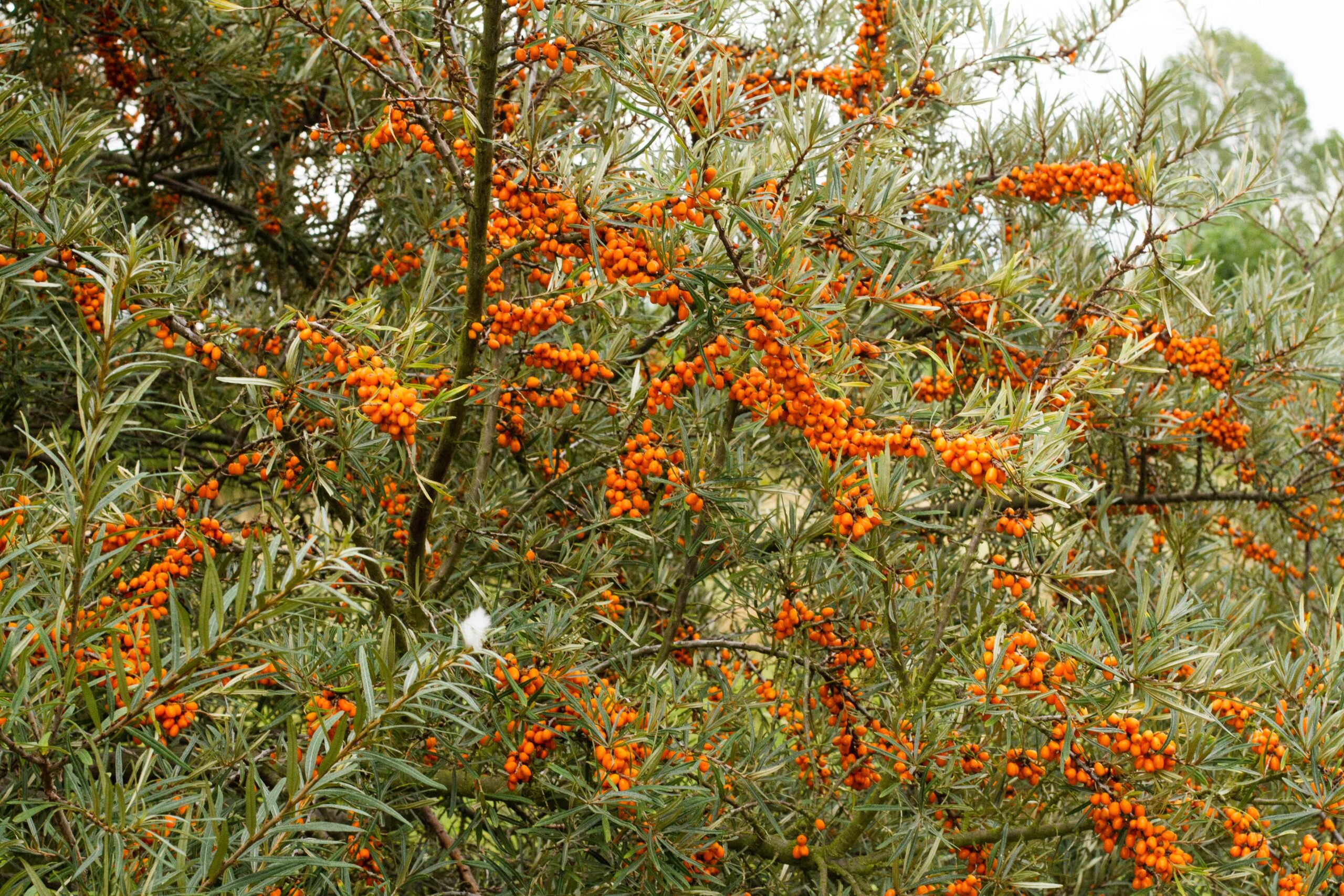 Food Forests - Biodiverse Farming