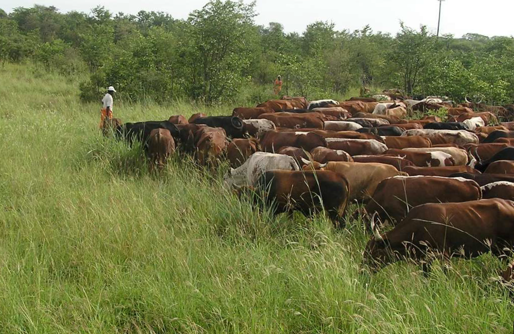 Rotational Planned Grazing - Biodiverse Farming